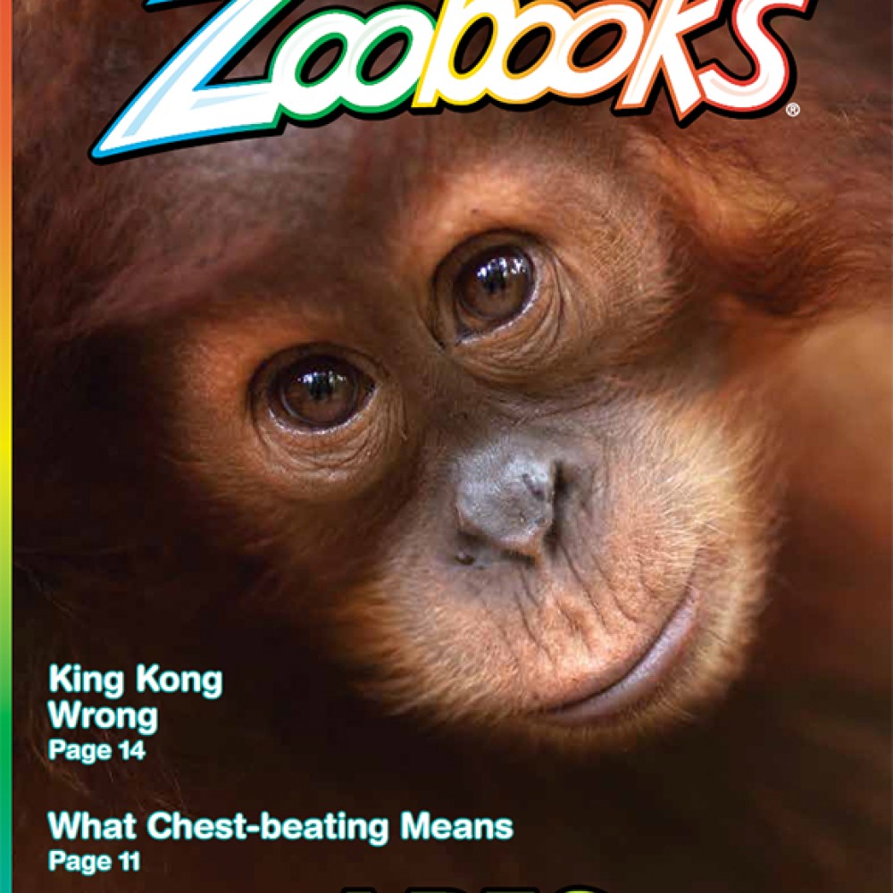 Zoobooks Magazine Subscriber Services